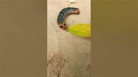 Life Cycle Of Butterfly🐛🦋 Caterpillarsbetterflyshortsshortsvideo