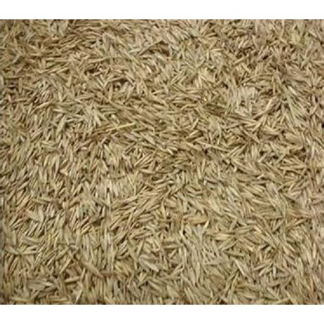 Creeping Red Fescue Seeds For Planting Festuca Rubra 20 Pounds