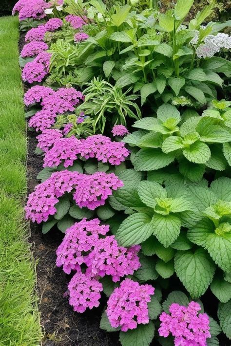 7 Pink Ground Cover Plants