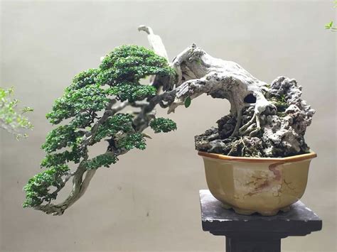 Кофейное дерево