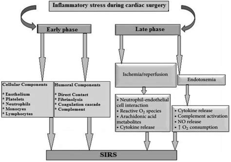 Inflammatory Response To Cardiac Surgery Download Scientific Diagram
