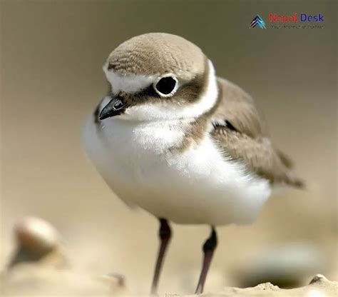 Kentish Plover Coastal Dancer Amidst The Sands Nepal Desk
