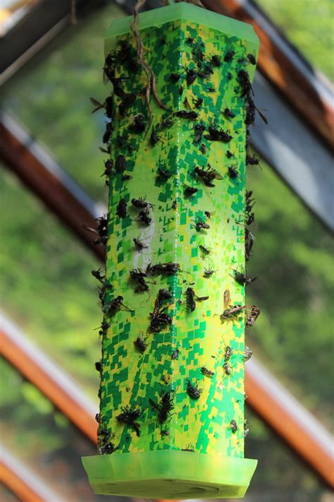 Best Wasp Traps — Practical Self Reliance