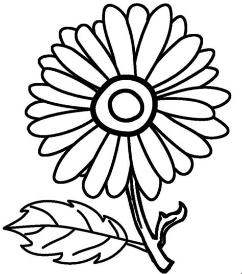 Sketsa Gambar Bunga Daisy 58 Koleksi Gambar