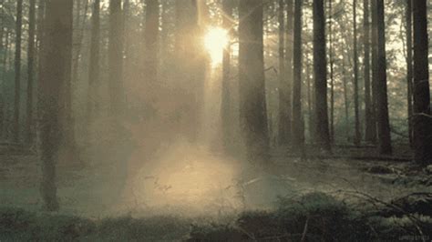 Forest  Forest Discover And Share S
