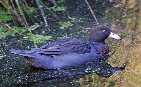 Birding New Zealand Bird Families Maori Culture And Pelagics 7