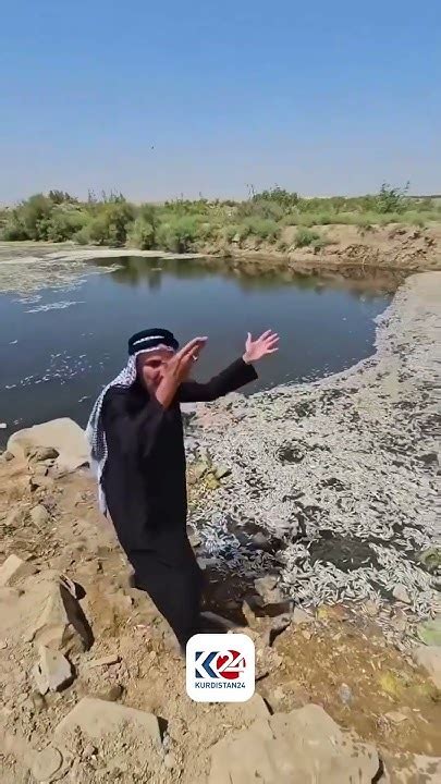 نفوق الاف الاطنان من الاسماك في هور ابن نجم في النجف Youtube