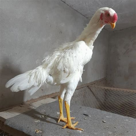 ‎رضا کمالی‎ ‎واگذار شد به دو مرد اخلاق و ادب ومحول داری از خرم اباد اهواز خدا بهشون خیر بده