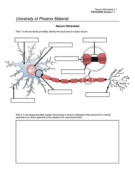 Anatomy Of A Neuron Worksheet