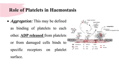 Thrombocytes And Thrombopoiesisand Thrombopoiesis Pdf
