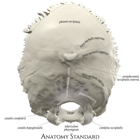 Occipital Bone Landmarks Axial Skeleton Flashcards Quizlet