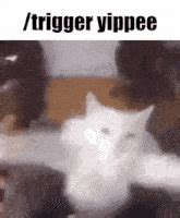 Yippee Cat Yippee  Yippee Cat Yippee Kitty Discover And Share S