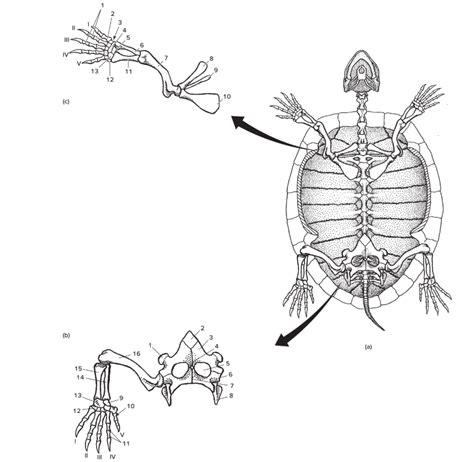 Right Pelvic And Pectoral Girdles Of Turtle Diagram Quizlet