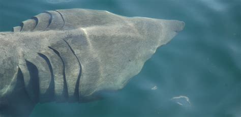 Photo Galleries The Irish Basking Shark Group