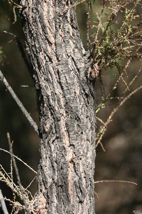 Plants Of Texas Rangelands Saltcedar Tamarisk