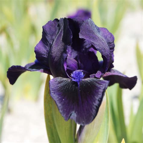 Buy Iris Pumila Gleaming Gold At Uk