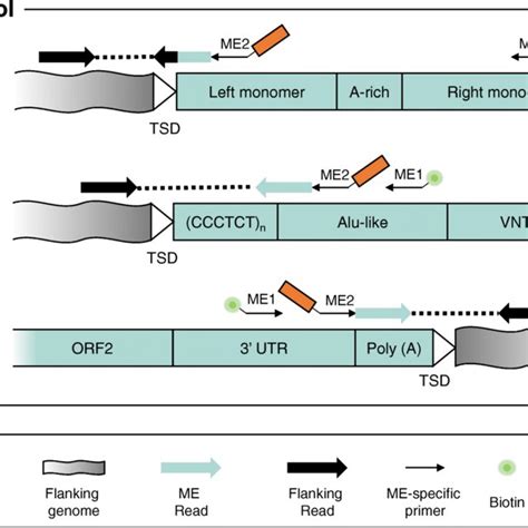 Me Specific Amplification During Me Scan Library Construction For Each Download Scientific