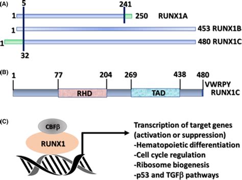 Genetic Compensation Of RUNX Family Transcription Factors In Leukemia Kamikubo 2018 Cancer