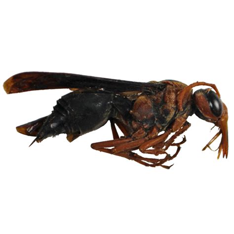 Synagris Cornuta Bioquipbugs