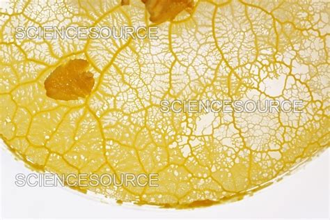 Physarum Under Microscope