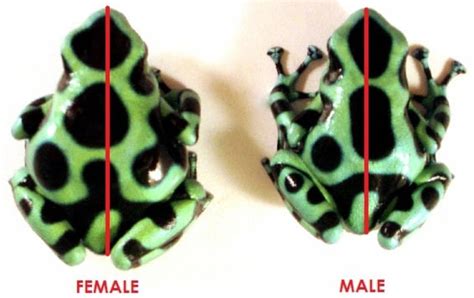 How To Visually Sex Dart Frogs Part Ii