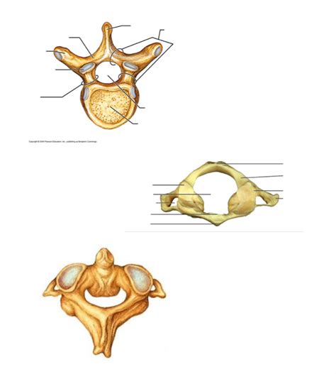 Anatomy Skeletal System Vertebrae Diagram Quizlet Anatomy Skeletal System Vertebrae Diagram Quizlet