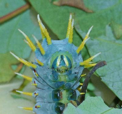 Coscinocera Hercules