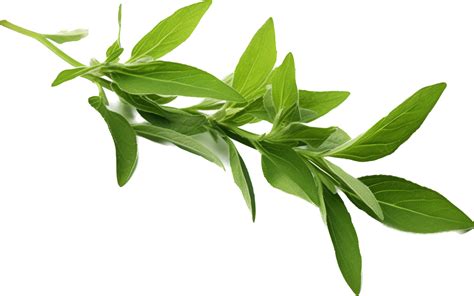 Herb Png With Ai Generated 31760210 Png