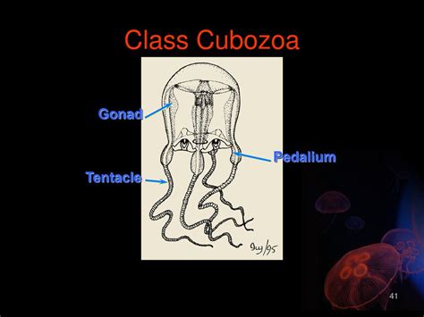 Phylum Cnidaria Ppt Download