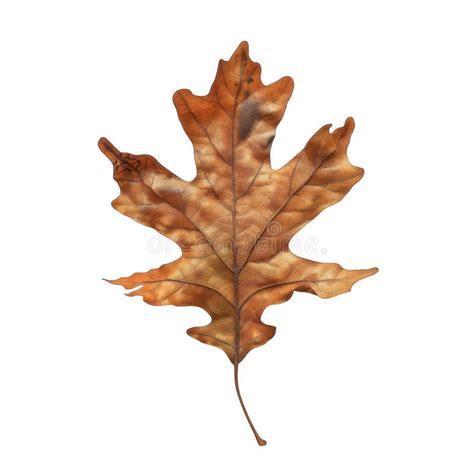 A Single Dried Brown Oak Leaf Stock Image Illustration Of Vein Foliage 331152507