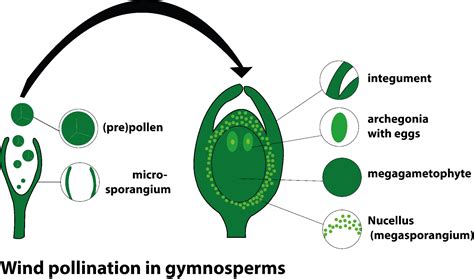 Do Gymnosperms Have Ovules At Robert Bible Blog