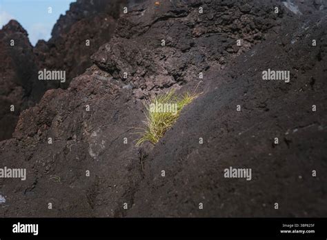 Resilient Green Grass Growing From A Crack In Dark Volcanic Rock