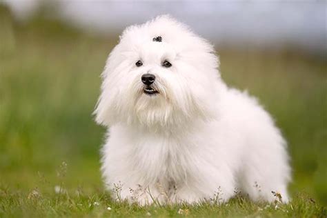 Dog Breeds Coton De Tulear History