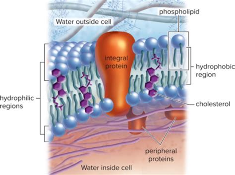 MGCCC Biology Chapter Membrane Structure And Function Flashcards Quizlet