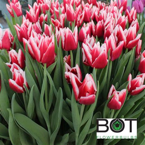 La Mancha Bot Flowerbulbs