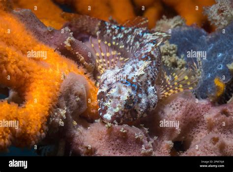 A Cape Triplefin Blenny Fish Underwater Cremnochorites Capensis
