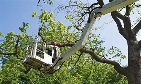 Benefits Of Powered Access Platforms For Tree Cutting