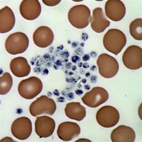Bio 320 Lab 5 Images Flashcards Quizlet