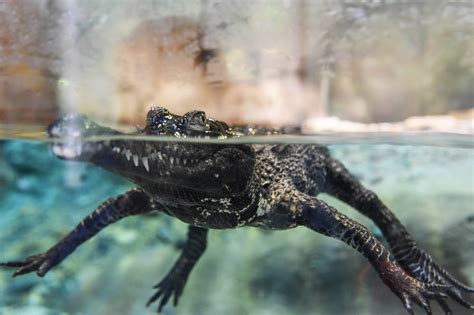 Melanistic Slender Snouted Crocodile