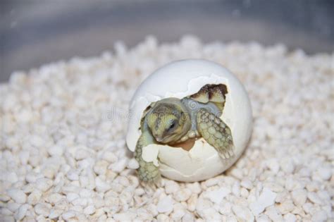 Life Cycle Of A Turtle Egg Hatching Stock Image Image Of Beautiful