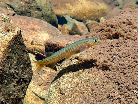 Galaxiids Galaxiiformes Marine Life Identification