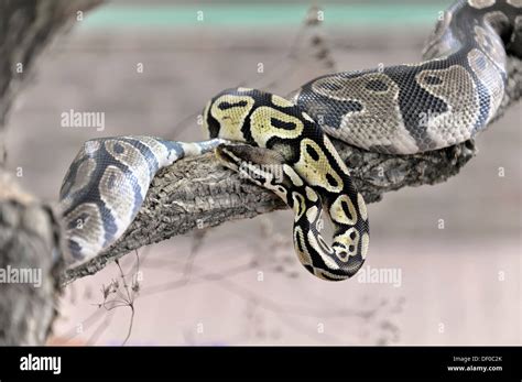 Ball Python Or Royal Python Python Regius Native To West Africa