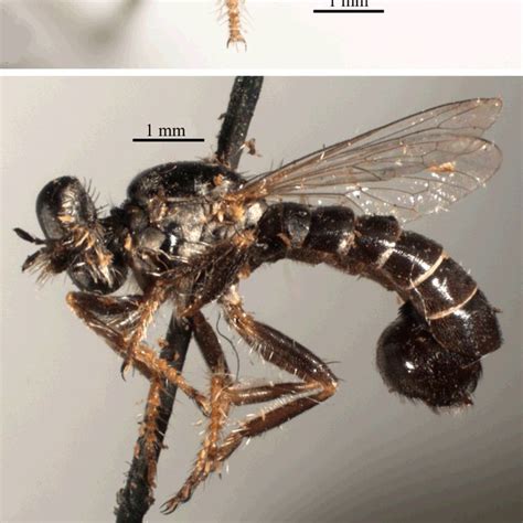 Tabanus Quatuornotatus In Collecting Biotope A Dorsal View With