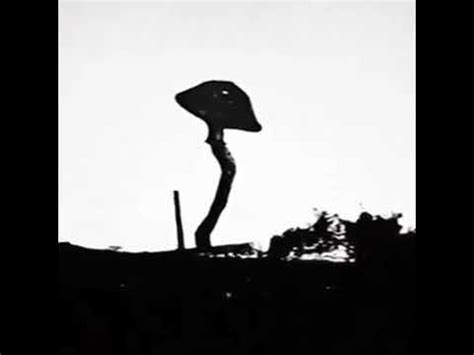 The Fungus Doctor Nowhere Youtube