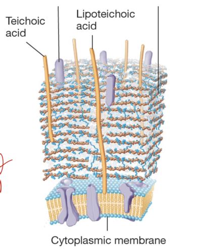 Bacterial Classification And Bacterial Cell Structure Flashcards Quizlet