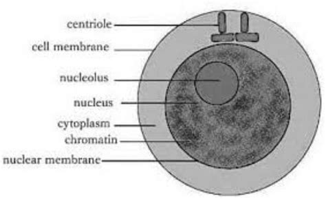 Label The Parts Of A Cell During The Interphase Periodpls I Need Help