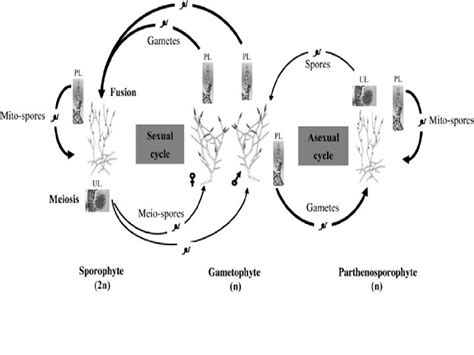 Division Phaeophyta Brown Algae Seaweeds The Main Characteristics