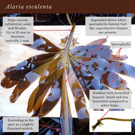 Kelps And Brown Seaweed Blade Stipes And Holdfasts Infographic Guide To