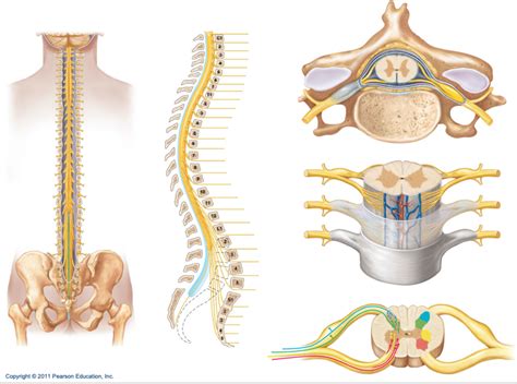 Spinal Cord Diagram Quizlet