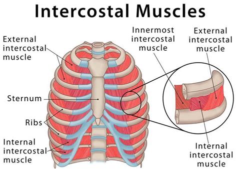 Rib Cage Muscle Strain Intercostal Muscle Strains Vytt